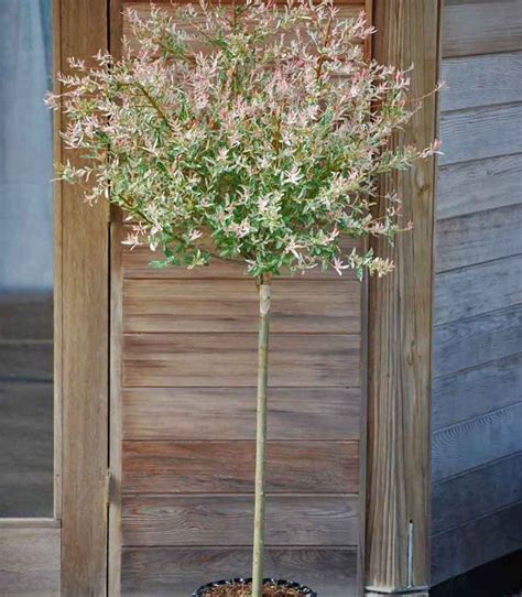Buy Flamingo Or Shrimp Willow Salix Integra Hakuro Nishiki Online Free
