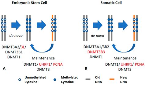Genes Free Full Text The Roles Of Human Dna Methyltransferases And