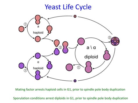 Ppt Yeast Cell Cycle Landmarks Powerpoint Presentation Free Download