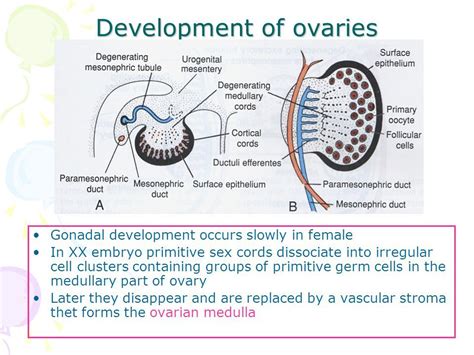 development of genital system mistryland