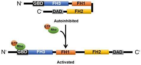 Cells Free Full Text Actin Binding Proteins In Cardiac Hypertrophy