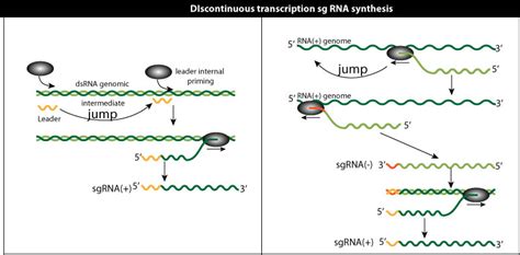 Subgenomic Transcription ~ Viralzone