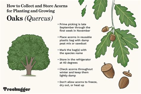 Collect And Plant An Acorn To Grow An Oak Tree