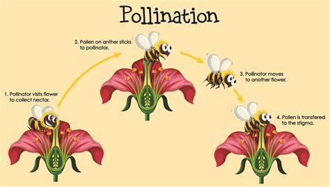 Pollinator Pockets Manhattan Parks And Rec Ks