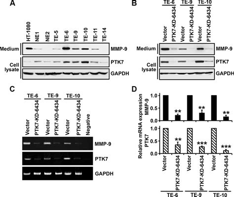 Analysis Of Ptk7 Dependent Mmp 9 Expression In Esophageal Epithelial