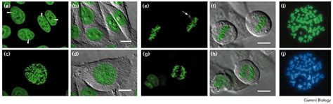 Histone Gfp Fusion Protein Enables Sensitive Analysis Of Chromosome