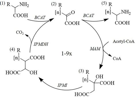 Schematic View Of The Chain Elongation Pathway In Glucosinolate