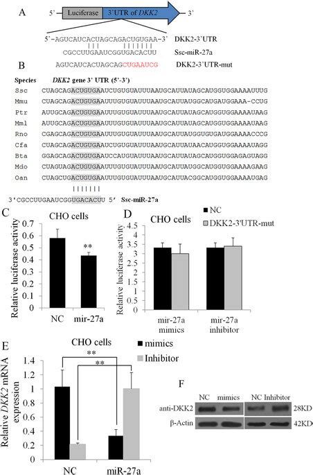 Dkk2 Is A Target Of Mir 27a A Binding Sites For Mir 27a In The Dkk2