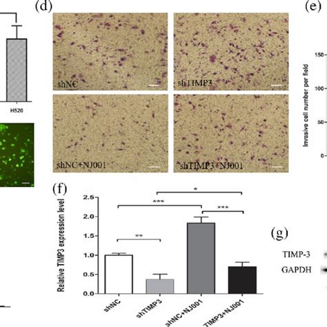 Effect Of Mab Nj001 On Lung Adenocarcinoma Cell Motility And
