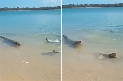 Watch Horrifying Moment Crocodile Takes On Gang Of Sharks In Brutal