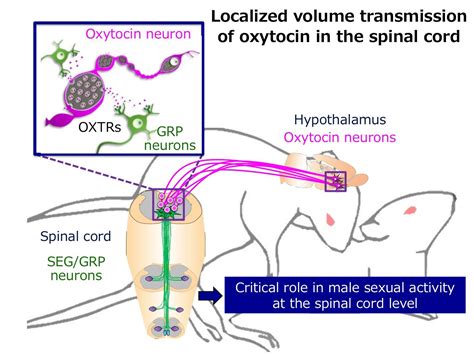 lovestruck by oxytocin novel roles of the hormone in controlling male
