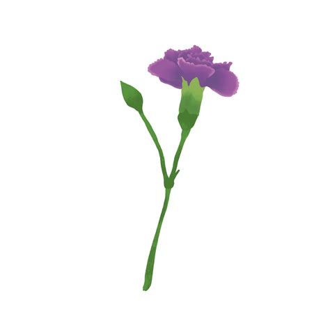 Carnations Png Picture Purple Carnation Carnation Mother S Day