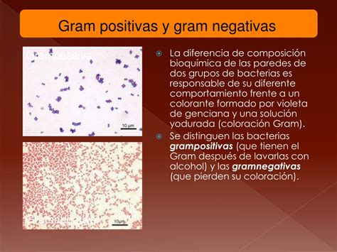 Diferencia Entre Bacterias Gram Positivas Y Gram Negativas Salud Porn