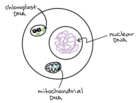 Dna And Chromosomes Biology For Majors I