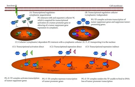 A Potential Model For Regulation Of Gene Expression By Plakoglobin