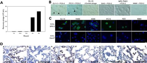 In Vitro Phage Display Screening For Peptides That Bind To Nsclc A