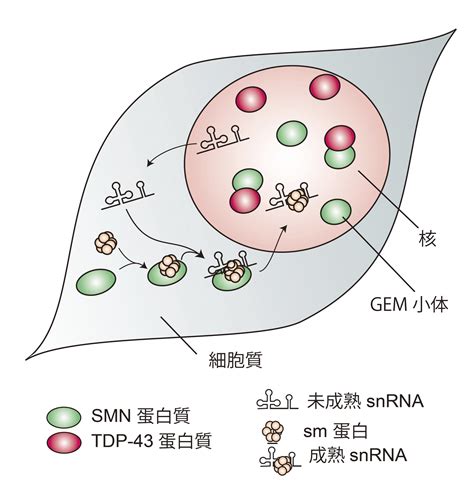 筋萎縮性側索硬化症の新たな病態メカニズムを発表しました 研究成果・実績 新潟大学脳研究所 脳研