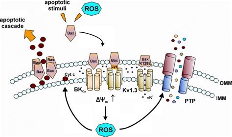 Signalling Pathways Leading To Cytochrome C Release Upon Inhibition Of