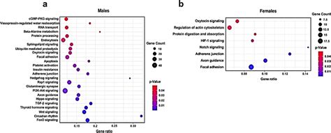 Kegg Pathway Analysis Of Predicted Transcripts Targeted By