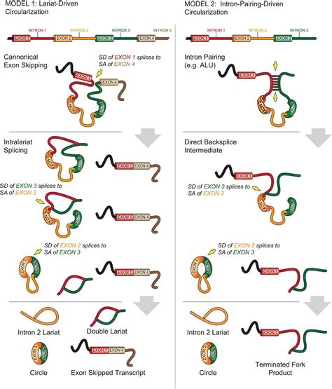 Circular Rnas Are Abundant Conserved And Associated With Alu Repeats