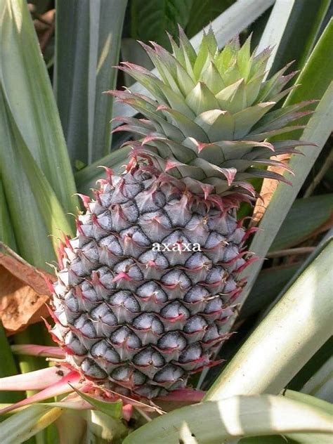 10 Khasiat Dan Manfaat Kesehatan Buah Nanas Bagi Tubuh