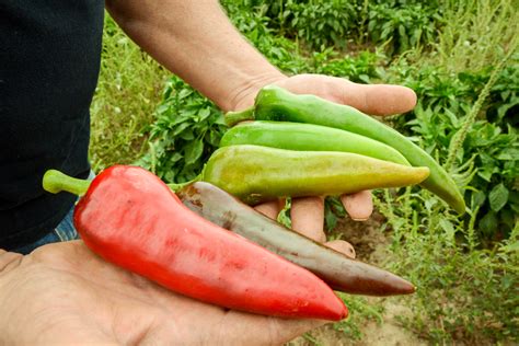 why is hatch chile still more popular in colorado than pueblo chile