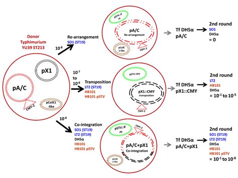 Schematic Representation Of The Outcome Of The Conjugative Transfer Of