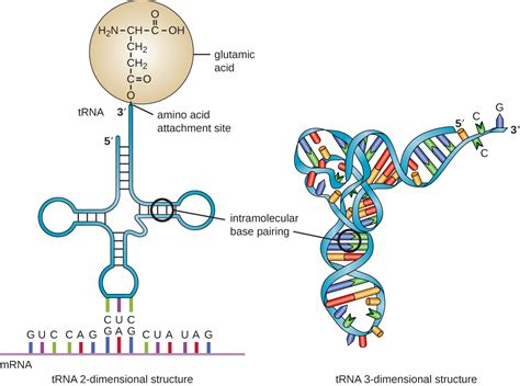 Mrna Synthesis Rna And Protein Synthesis Rrna Ribosomal Rna Along