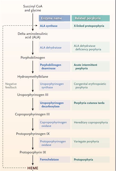Heme Biosynthesis And Regulation In Hepatic And Erythroid Tissues