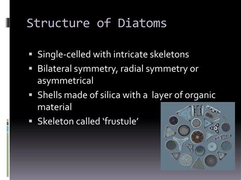 Ppt Diatoms Powerpoint Presentation Id 1462510