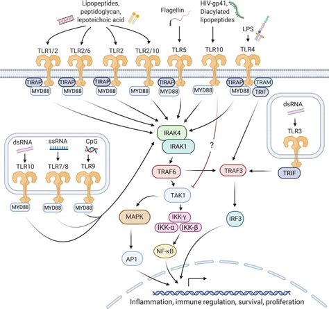 T Cell Intrinsic Toll Like Receptor Signaling Implications For Cancer