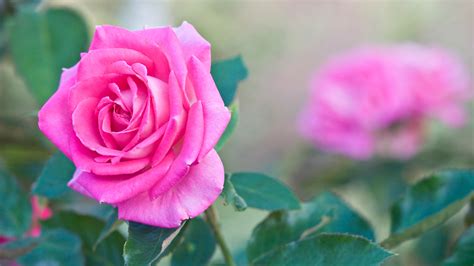 190 Hoa Hồng Ý Tưởng TrẦn HƯng ĐẠo
