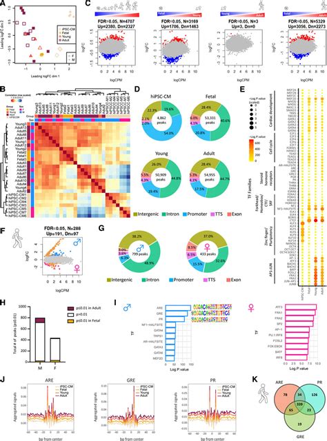 sex specific control of human heart maturation by the progesterone
