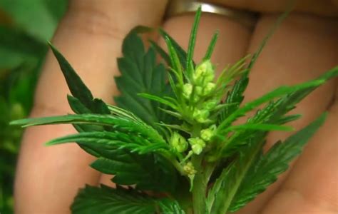 dna based plant sexing test newly released medicinal