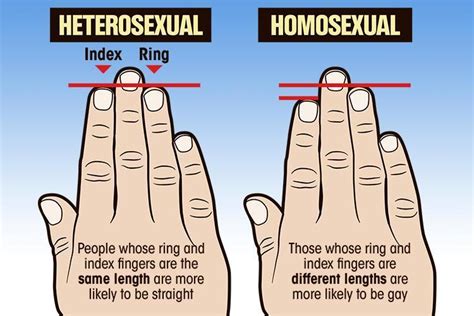 handy bit of research finds sexuality can be determined by the lengths