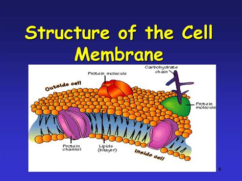 Ppt The Plasma Membrane Powerpoint Presentation Free Download Id