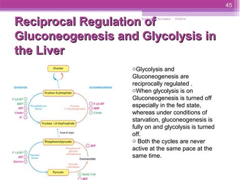 Gluconeogenesis Steps Regulation And Clinical Significance