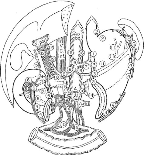 Figure 1 From History Of The Lymph Node Numbering System In The