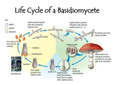 Ppt Kingdom Fungi Powerpoint Presentation Free Download Id 5339753