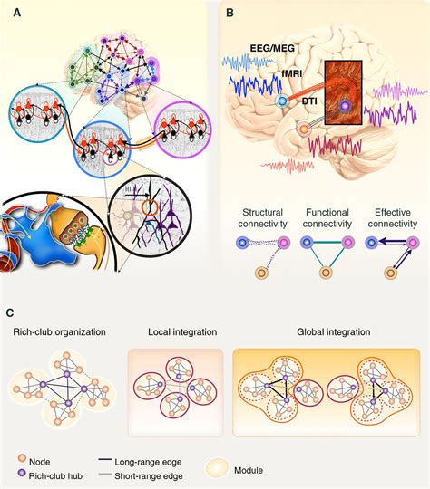 Structural And Functional Brain Networks From Connections To Cognition