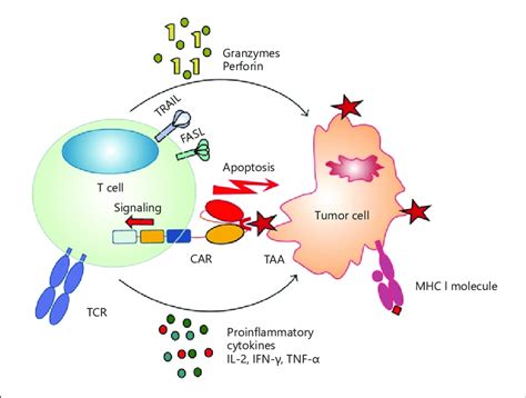 Antitumor Response Is Generated Upon Binding Of The Car T Cell To Cd19