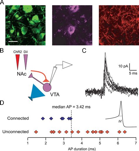 Nac Msns Target Nac Projecting Vta Neurons A Triple Labeled Vta Slice
