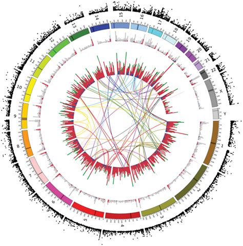 circular map showing the genomic distribution of different classes of