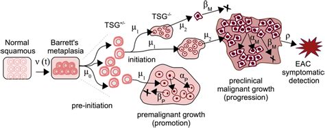 The Multistage Clonal Expansion Model For Eac Msce Eac Cell