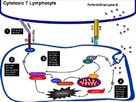 This Diagram Illustrates The Major Pathways Of Ctl Induced Apoptosis