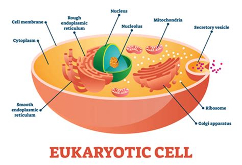 Cell Structure And Organisation Shalom Education