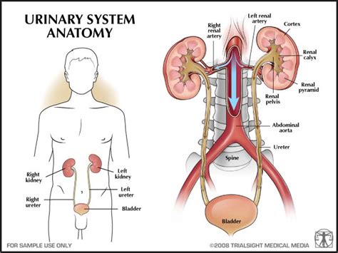 Urinary System Animation