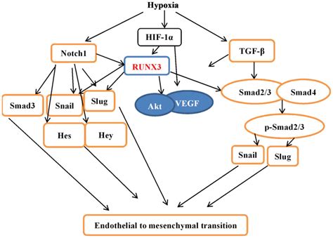 Runx3 Modulates Hypoxia Induced Endothelial To Mesenchymal Transition