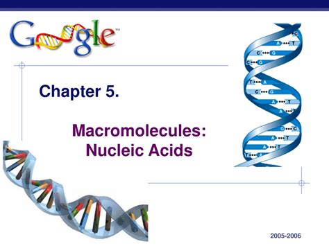 Ppt Chapter 5 Macromolecules Nucleic Acids Powerpoint Presentation