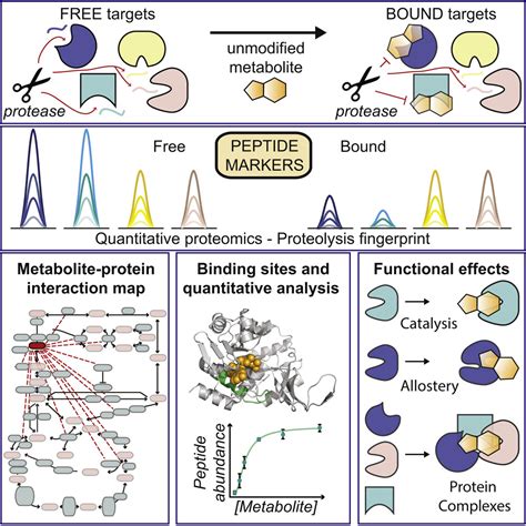 A Map Of Protein Metabolite Interactions Reveals Principles Of Chemical